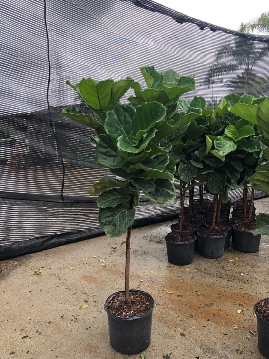 Buy Cordyline fruticosa (Hawaiian Ti Plant) | Bidscape