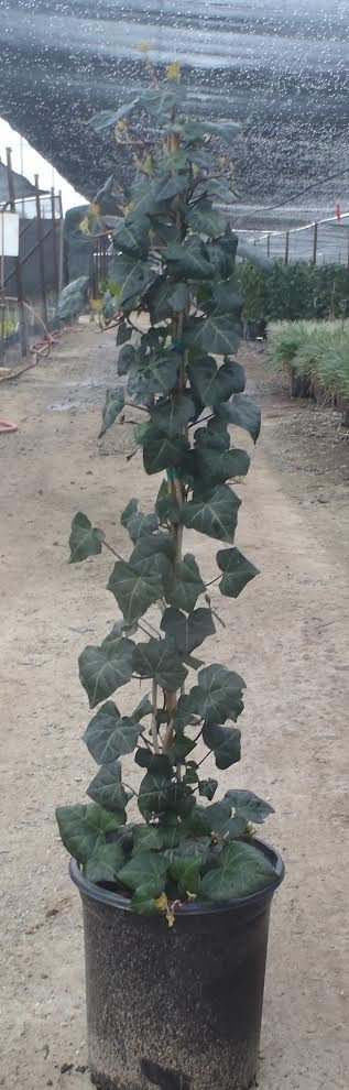 Buy Glechoma hederacea 'Variegata' (Variegated Ground Ivy) | Bidscape