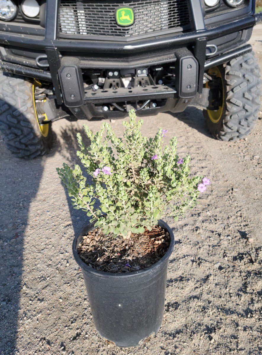 Buy Leucophyllum langmaniae 'Lynn's Legacy'