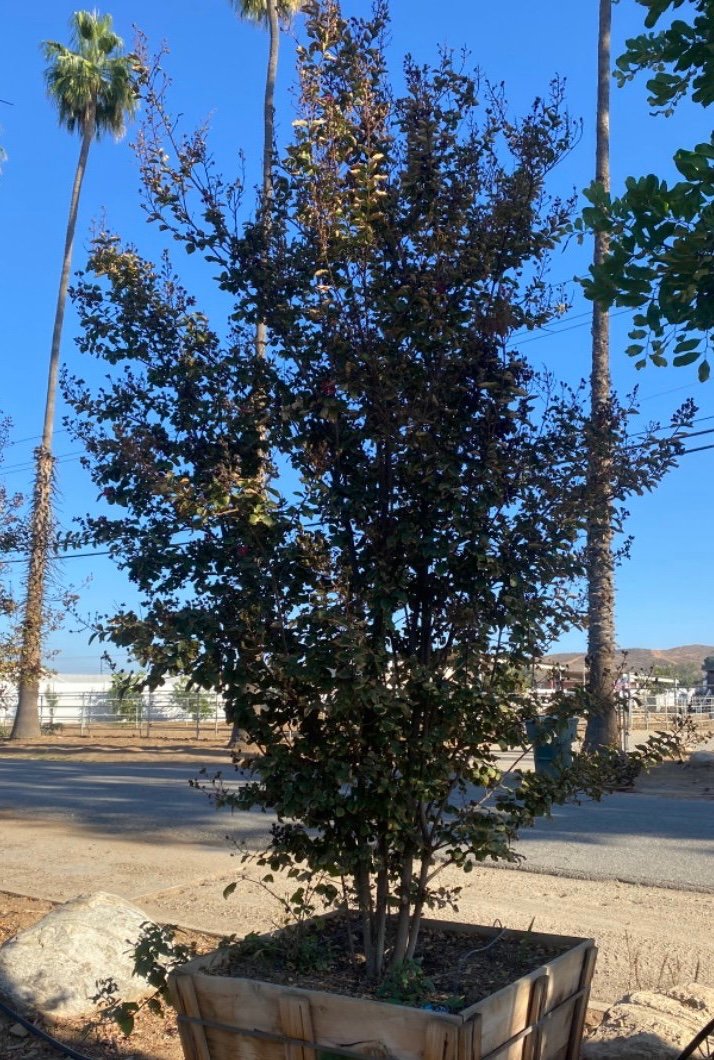 Buy Lagerstroemia indica (Pink) (Multi) (Pink Crape Myrtle)