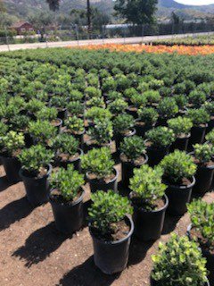 Buy Aucuba japonica 'Crotonifolia' (Crotonifolia Spotted Laurel)