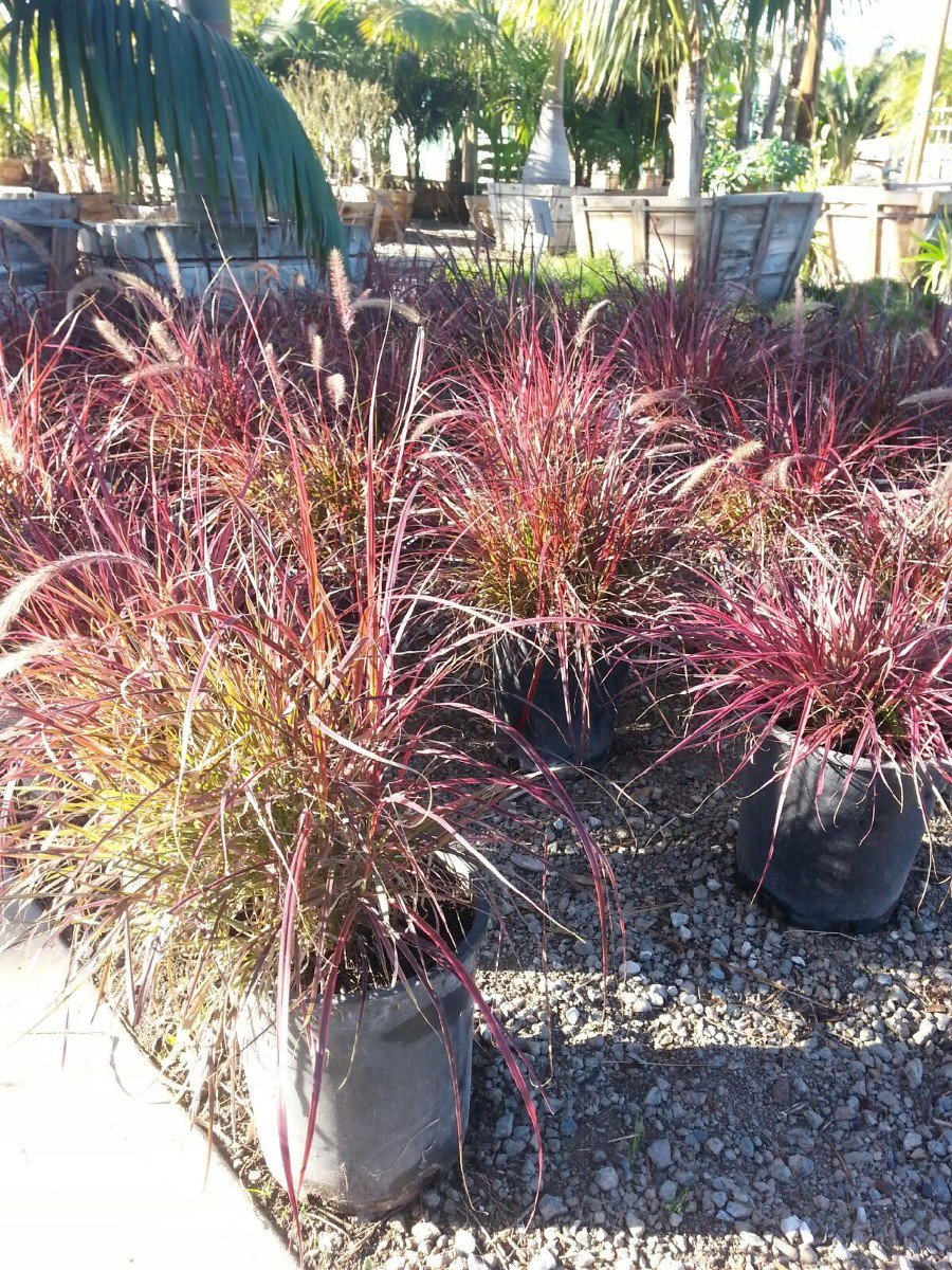Buy Pennisetum setaceum 'Fireworks' (Fireworks Fountain Grass)