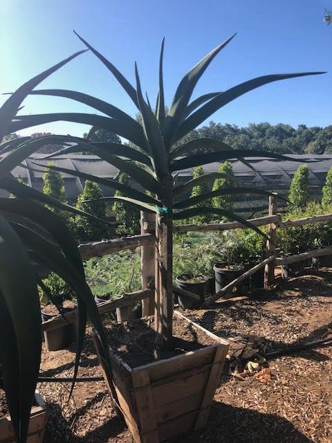 Buy Aloe 'Goliath' (Goliath Aloe) | Bidscape