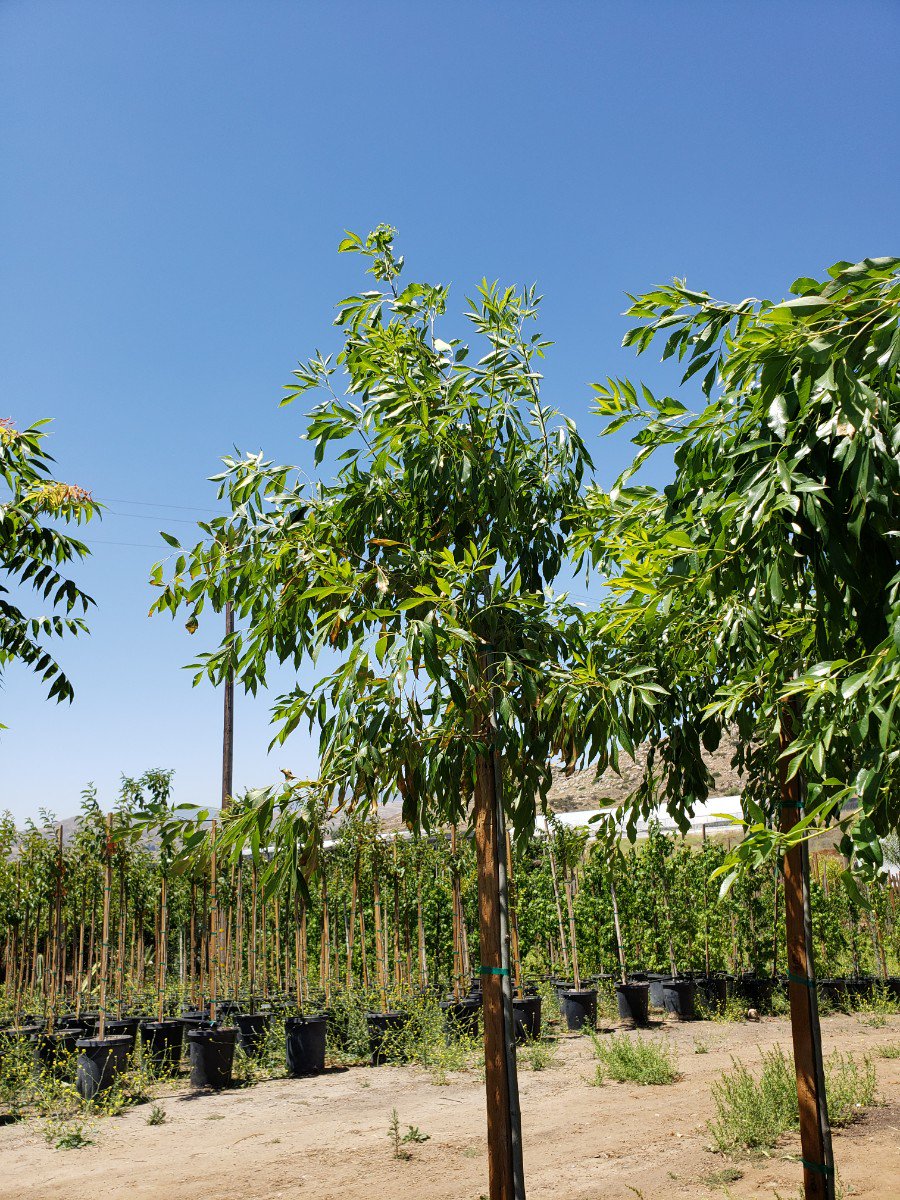 Buy Fraxinus velutina 'Rio Grande' (Standard) (Fan-Tex Ash)