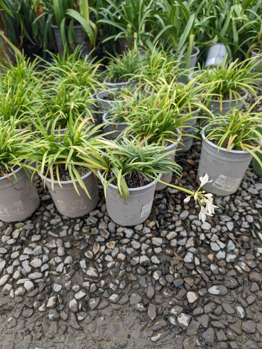 Buy Agapanthus africanus ‘Peter Pan White’