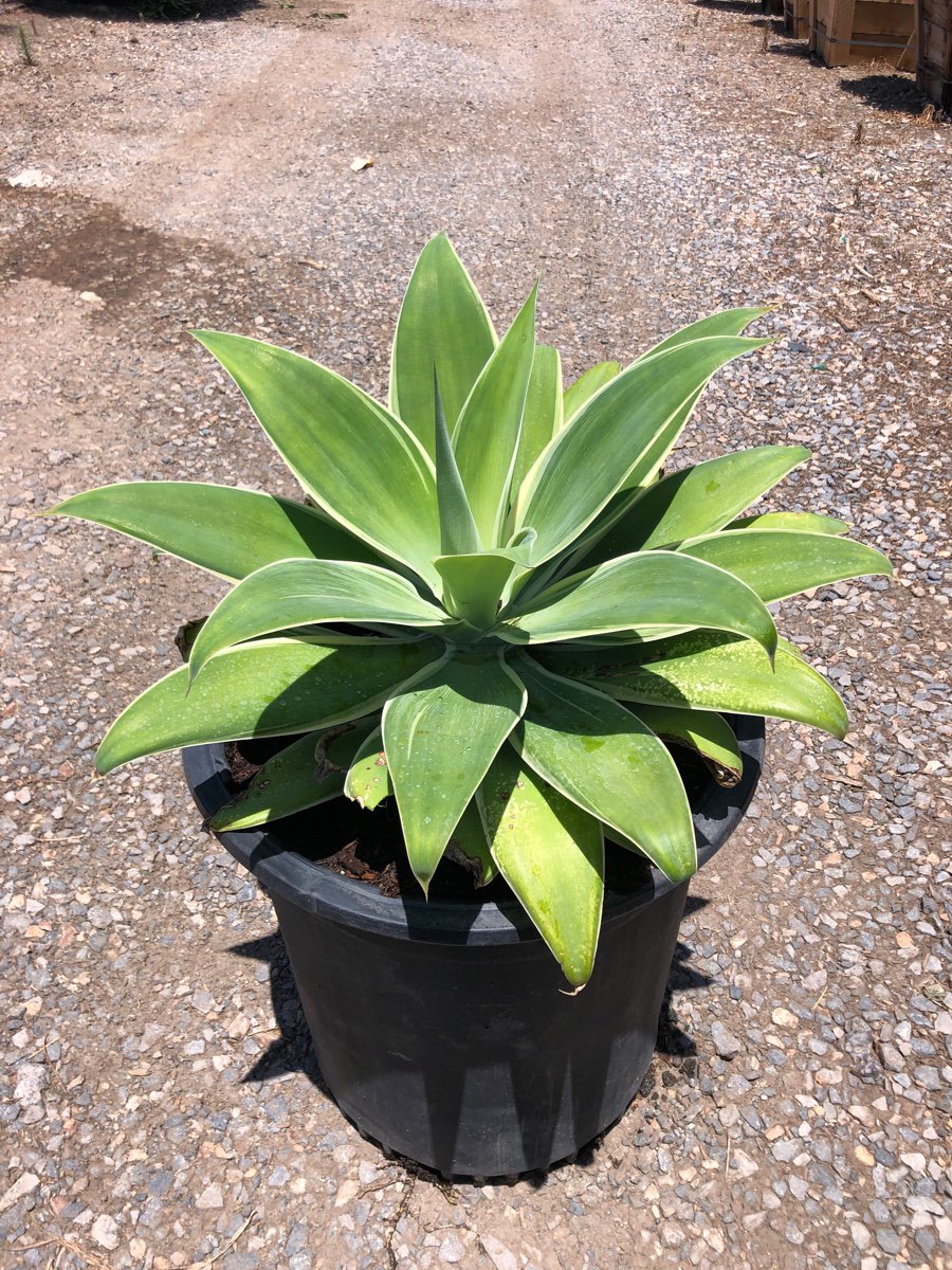 Buy Agave attenuata 'Variegata' (Variegated Fox Tail Agave)