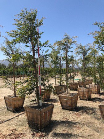 Buy Agonis flexuosa (Standard) (Peppermint Willow) | Bidscape