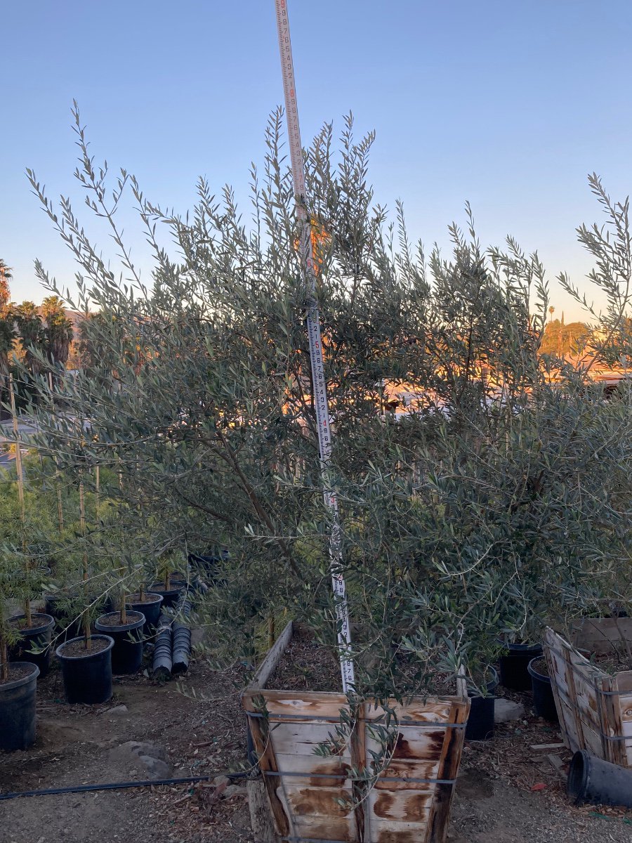 Buy Olea europaea 'Wilsonii' (Multi) (Wilsonii Fruitless Olive)