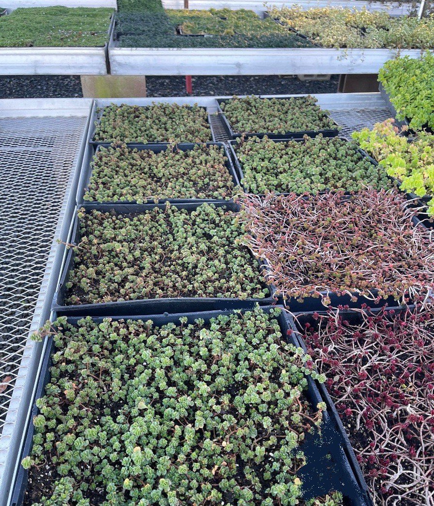 Buy Sedum Sperium 'Variegatum (Variegated Sedum) | Bidscape