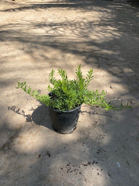 Buy Myoporum parvifolium 'White' (M. p. 'Prostratum')