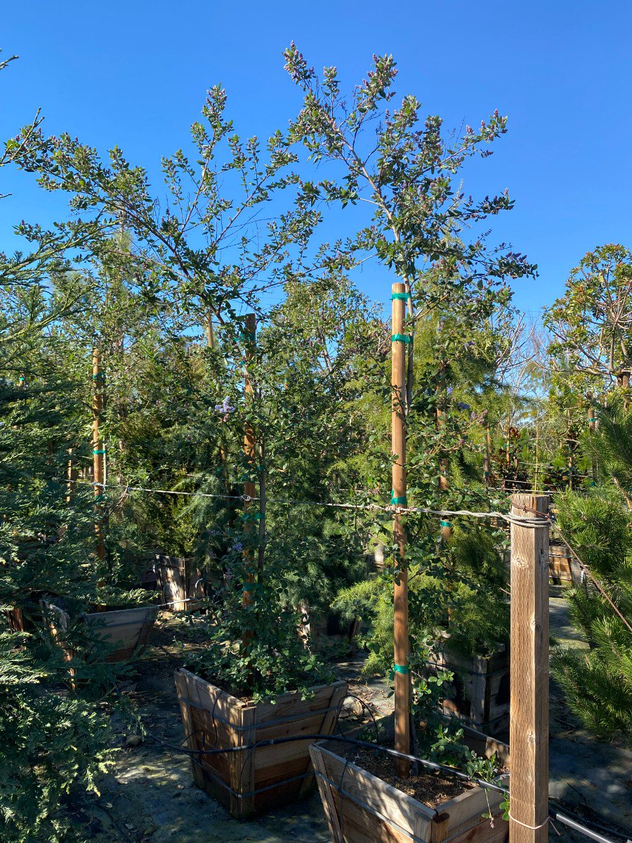 Buy Aloe arborescens 'Spineless' (Toothless Torch Aloe) | Bidscape