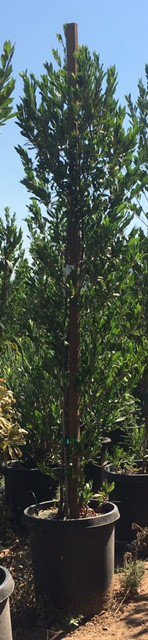 Buy Prunus caroliniana 'Bright n Tight' ('Compacta')