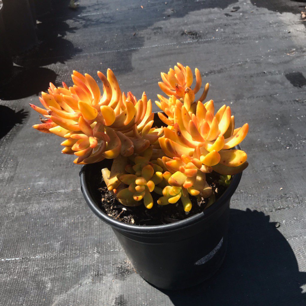 Buy Sedum japonicum 'Tokyo Sun' (Tokyo Sun Stonecrop) | Bidscape