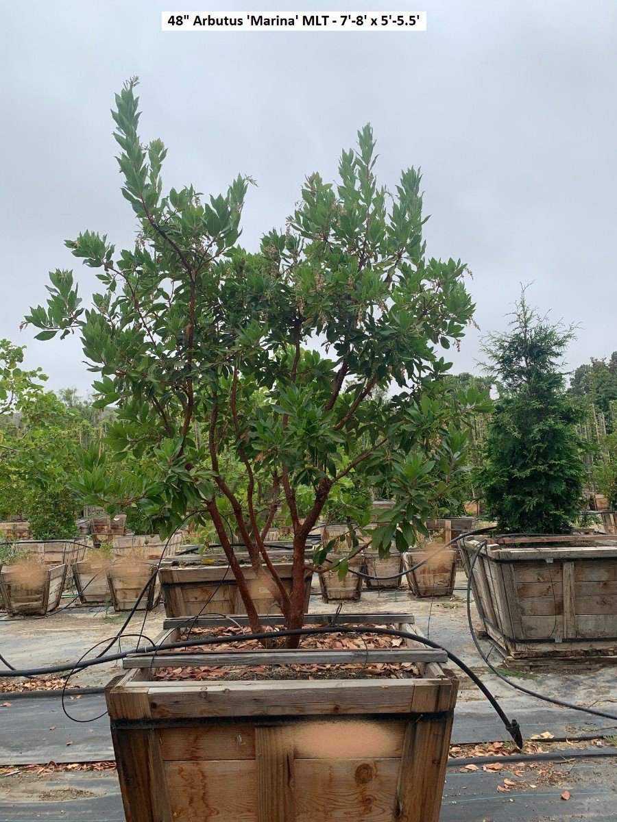 Browse Trees online | Bidscape