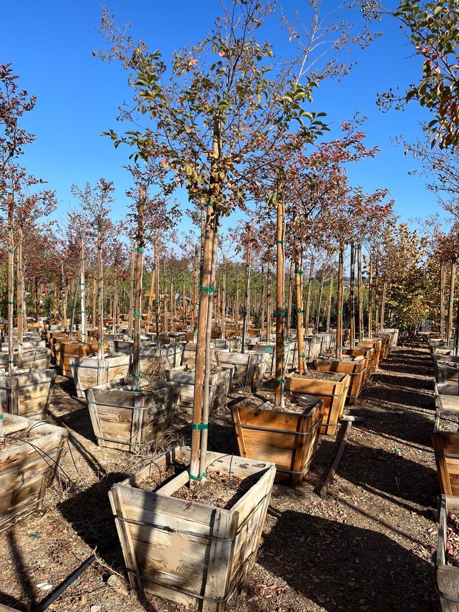 Buy Lagerstroemia indica x fauriei 'Natchez' (Standard)