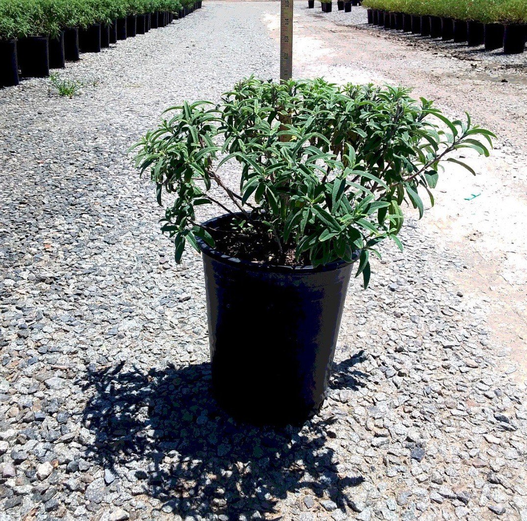 Buy Pelargonium peltatum 'Cascade Sofie' (Cascade Sofie Geranium)