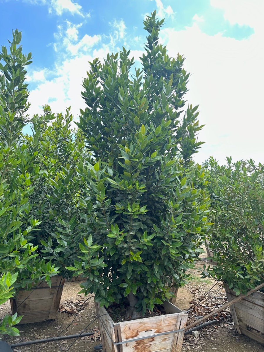 Buy Elaeocarpus decipiens (Column) (Japanese Blueberry Tree)