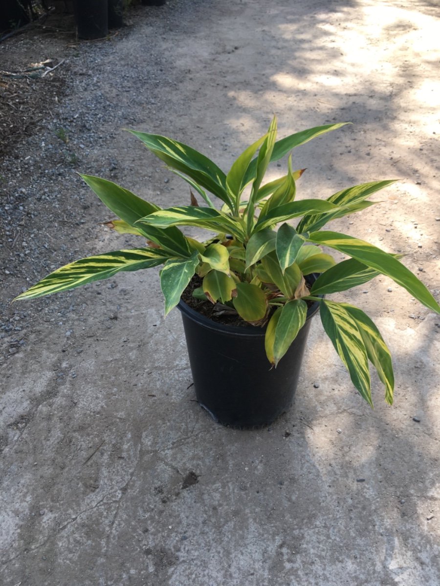 Buy Alpinia zerumbet 'Variegata' (Variegated Shell Ginger) | Bidscape