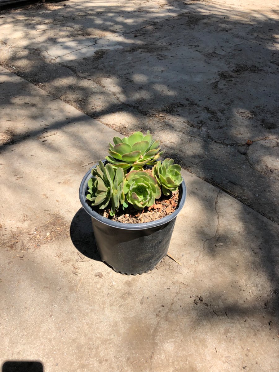 Aeonium Urbicum Salad Bowl