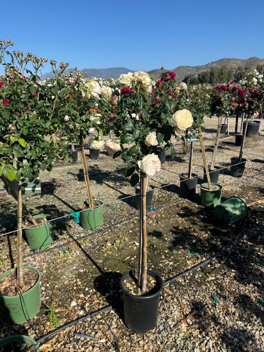 Buy Rosa floribunda 'Bolero' (Patio Tree) (Bolero Rose) | Bidscape