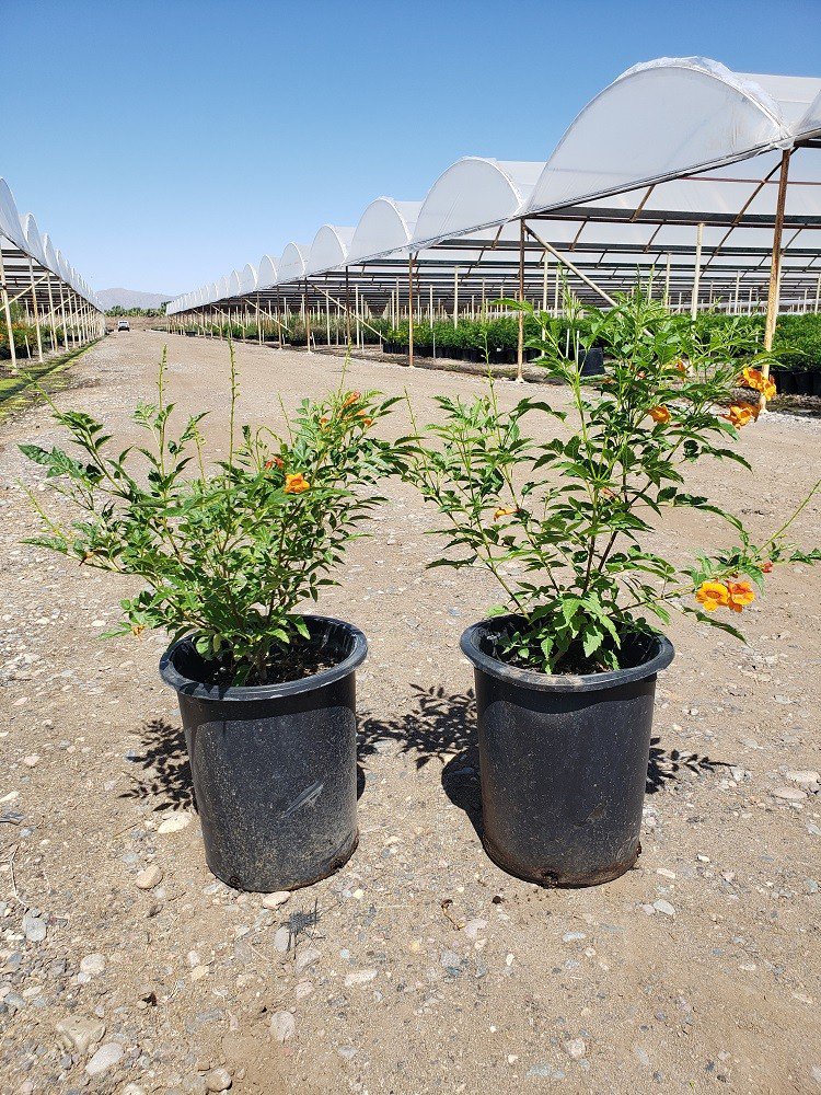 Buy Tecoma x Solar Flare (Solar Flare Esparanza) | Bidscape