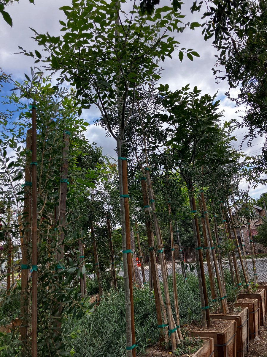 Buy Fraxinus uhdei (Standard) (Shamel Ash, Evergreen Ash) | Bidscape