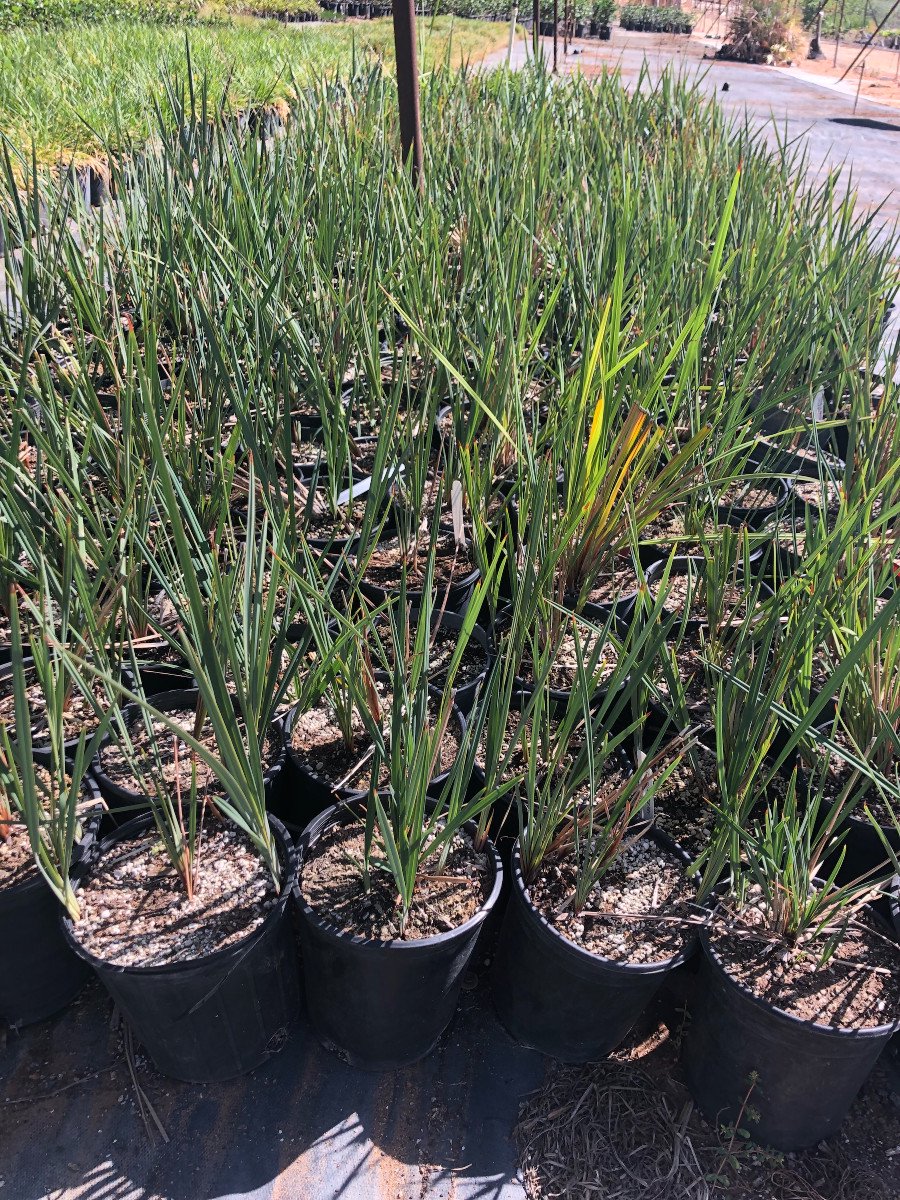 Buy Dianella revoluta 'Little Rev' (Little Rev Flax Lily) | Bidscape