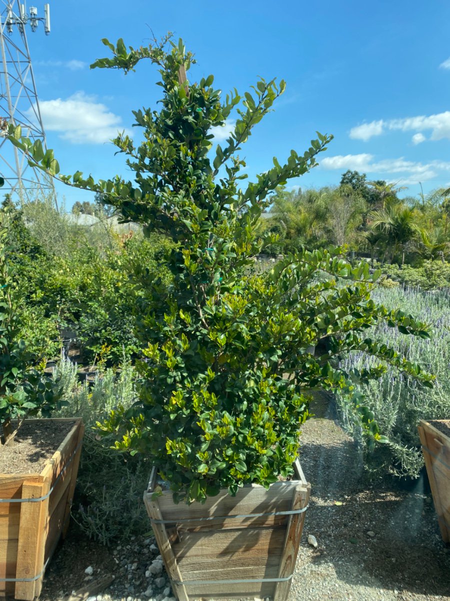 Buy Ligustrum japonicum 'Texanum' (Column) (Waxleaf Privet)