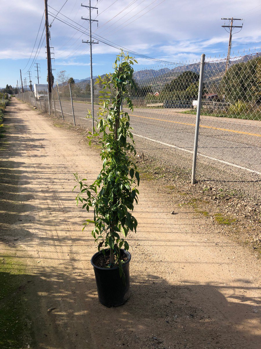 Pandorea Jasminoides Alba