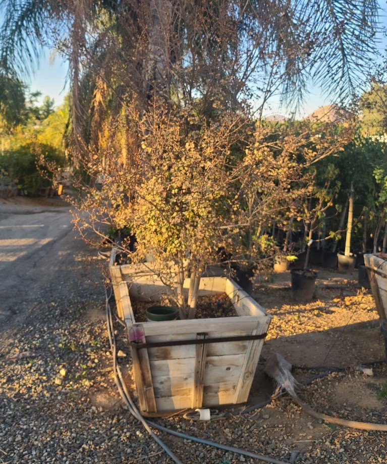 Buy Lagerstroemia indica (Pink) (Multi) (Pink Crape Myrtle)