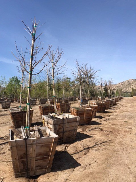 Buy Lagerstroemia indica x ‘Cherokee’ (Standard)