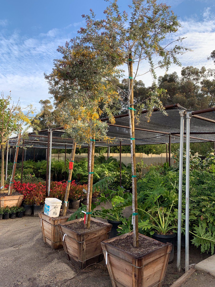 Buy Acacia baileyana 'Purpurea' (Purple Fernleaf Acacia) | Bidscape