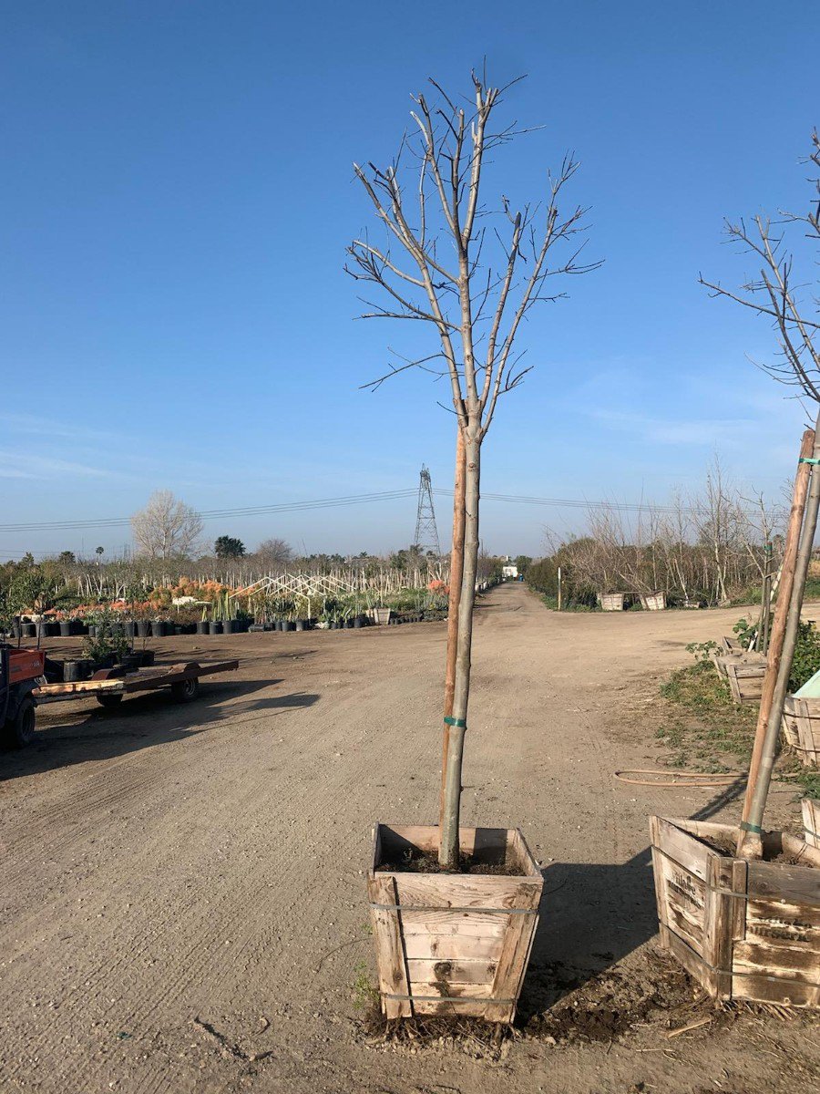 Buy Fraxinus angustifolia oxycarpa ‘Raywood’ (Standard) (Raywood Ash)