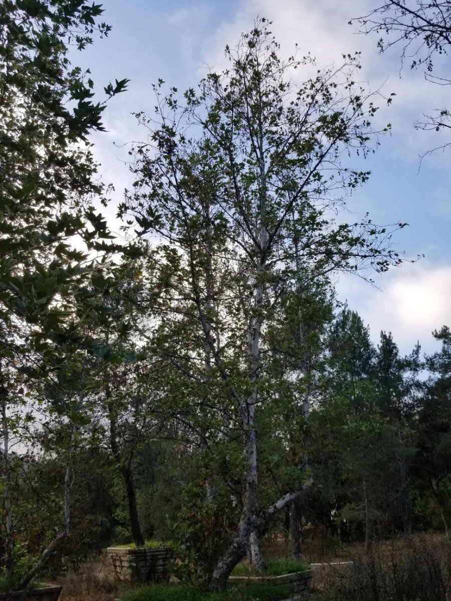 Buy Magnolia grandiflora ‘Russet’ (Standard)