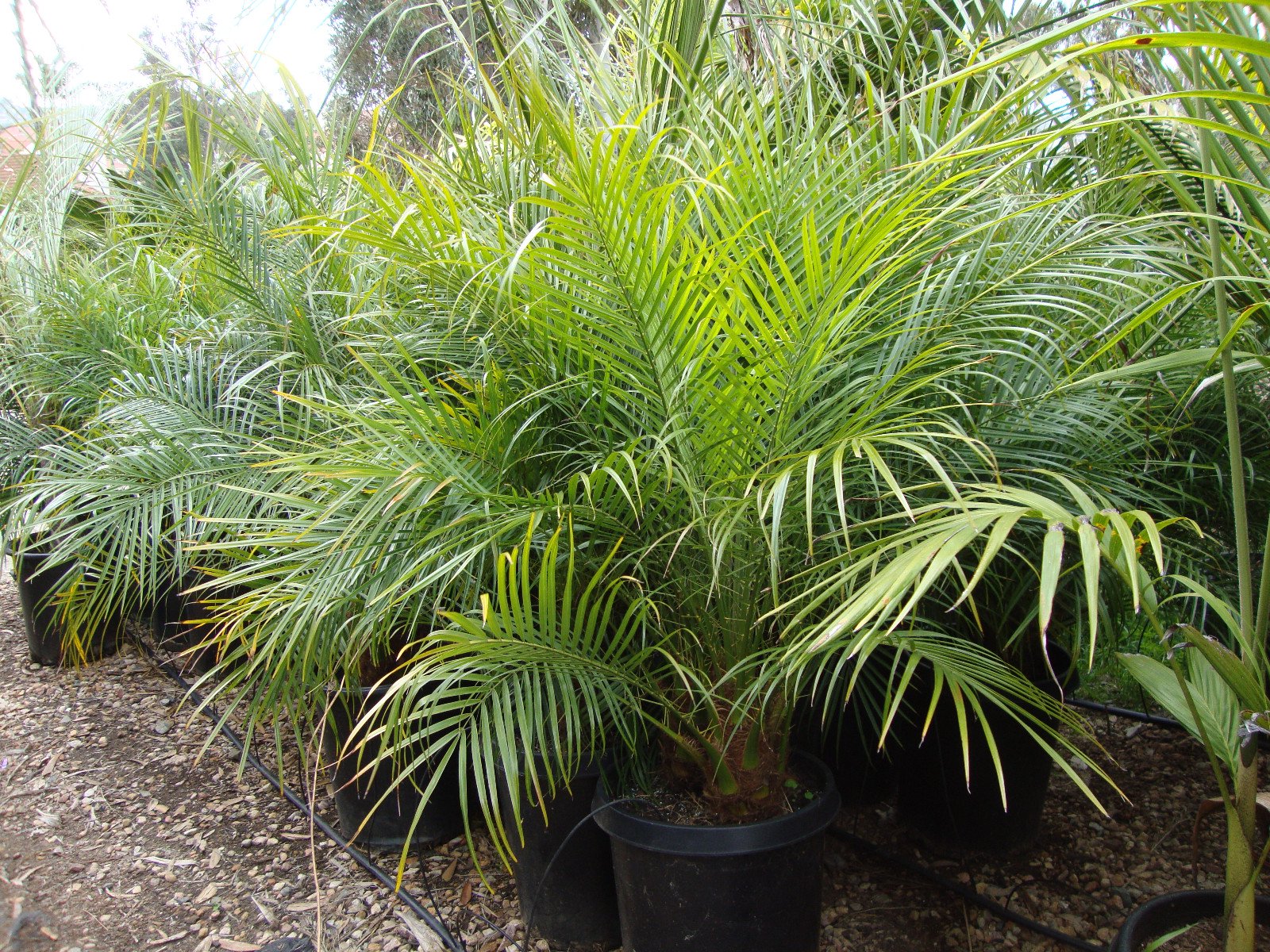 Buy Phoenix roebelenii (Multi) (Pygmy Date Palm) | Bidscape