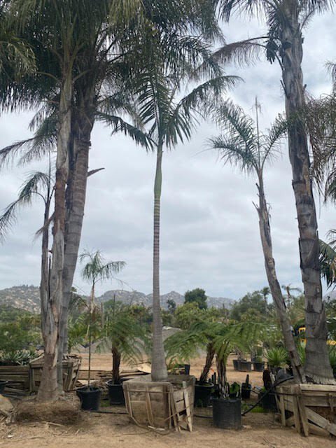 Buy Archontophoenix alexandrae (Single) (Alexander King Palm)