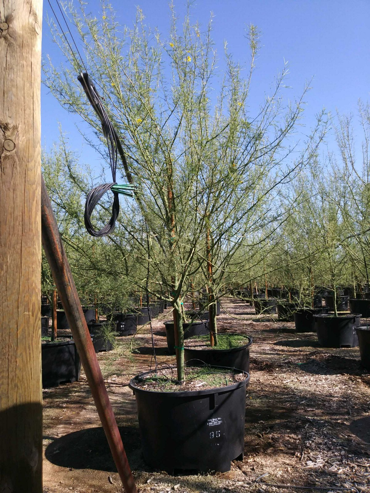 Buy Cercidium x 'Desert Museum' (Desert Museum Palo Verde) | Bidscape