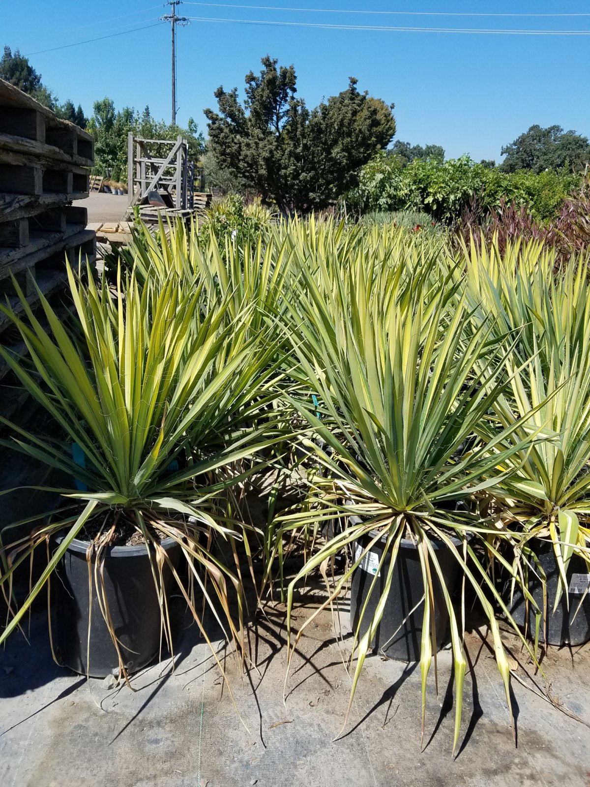 Buy Yucca filamentosa 'Golden Sword' (Golden Sword Yucca) | Bidscape