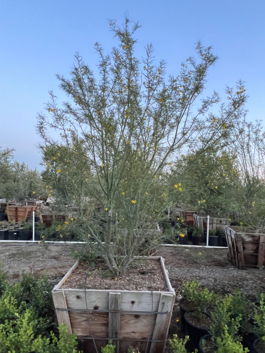 Buy Cercidium 'Desert Museum' (Multi) (Desert Museum Palo Verde)