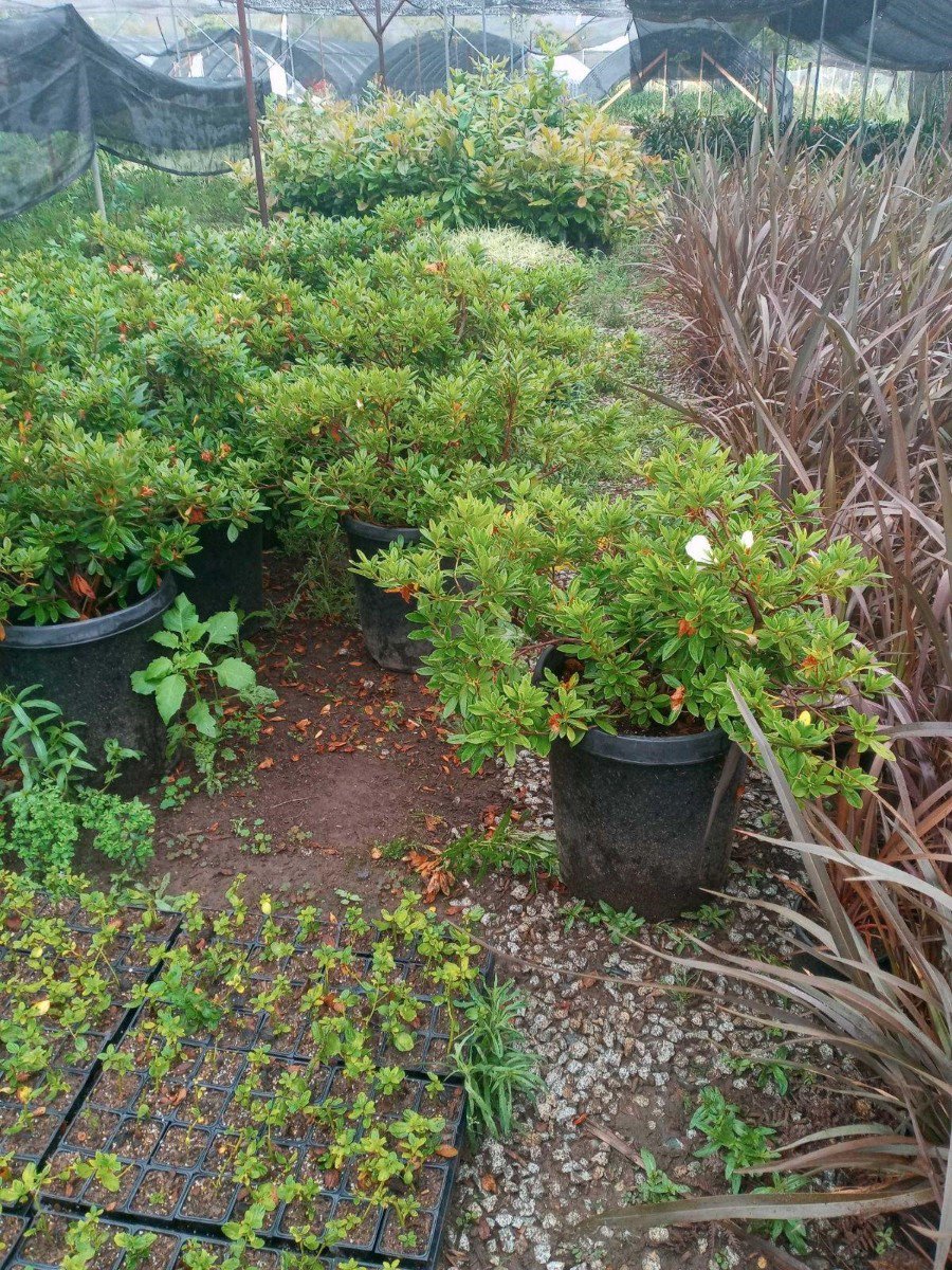 Buy Azalea 'Alaska' (Alaska Azalea) | Bidscape