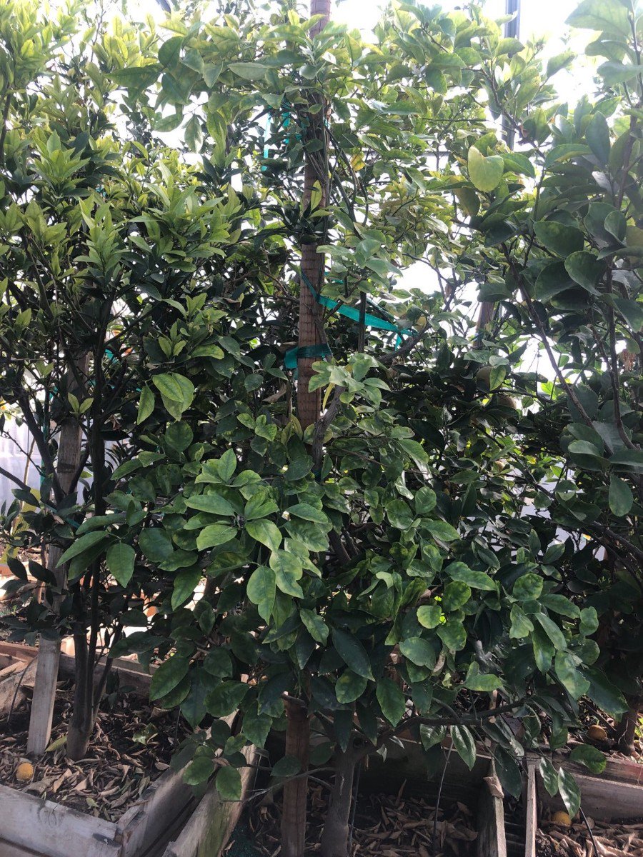 Buy Lagerstroemia indica 'Catawba' (Multi) (Catawba Crape Myrtle) Buy Lagerstroemia indica 'Catawba' (Multi) (Catawba Crape Myrtle)