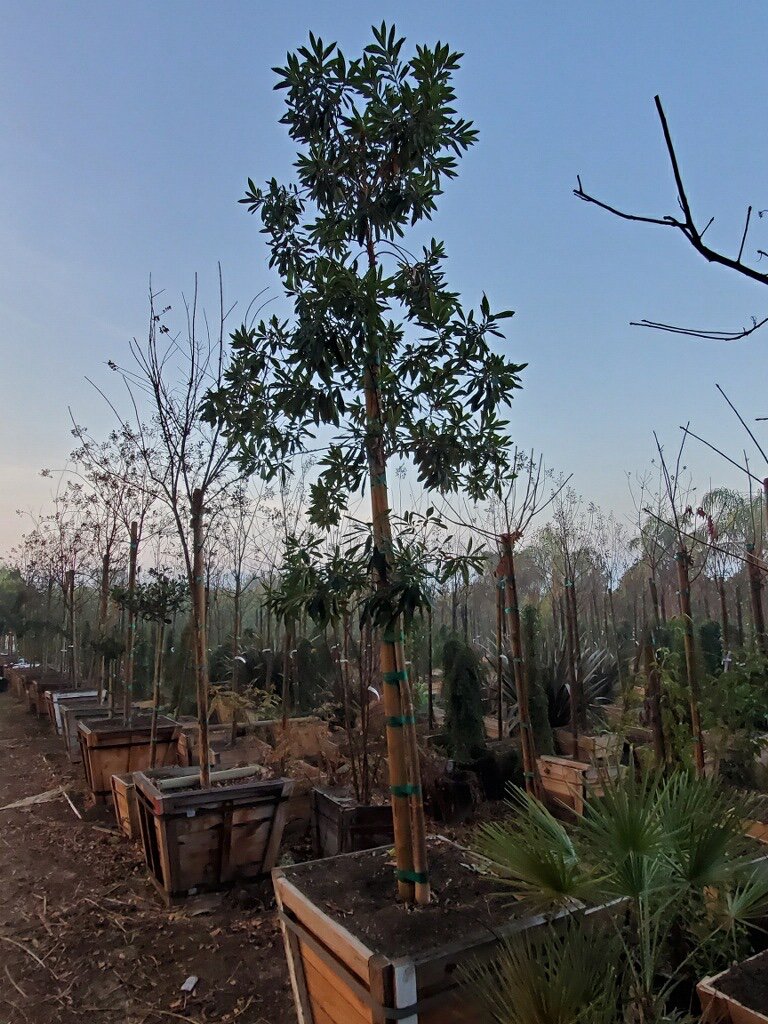 Buy Tristania laurina 'Elegant' (Standard) (Elegant Water Gum)