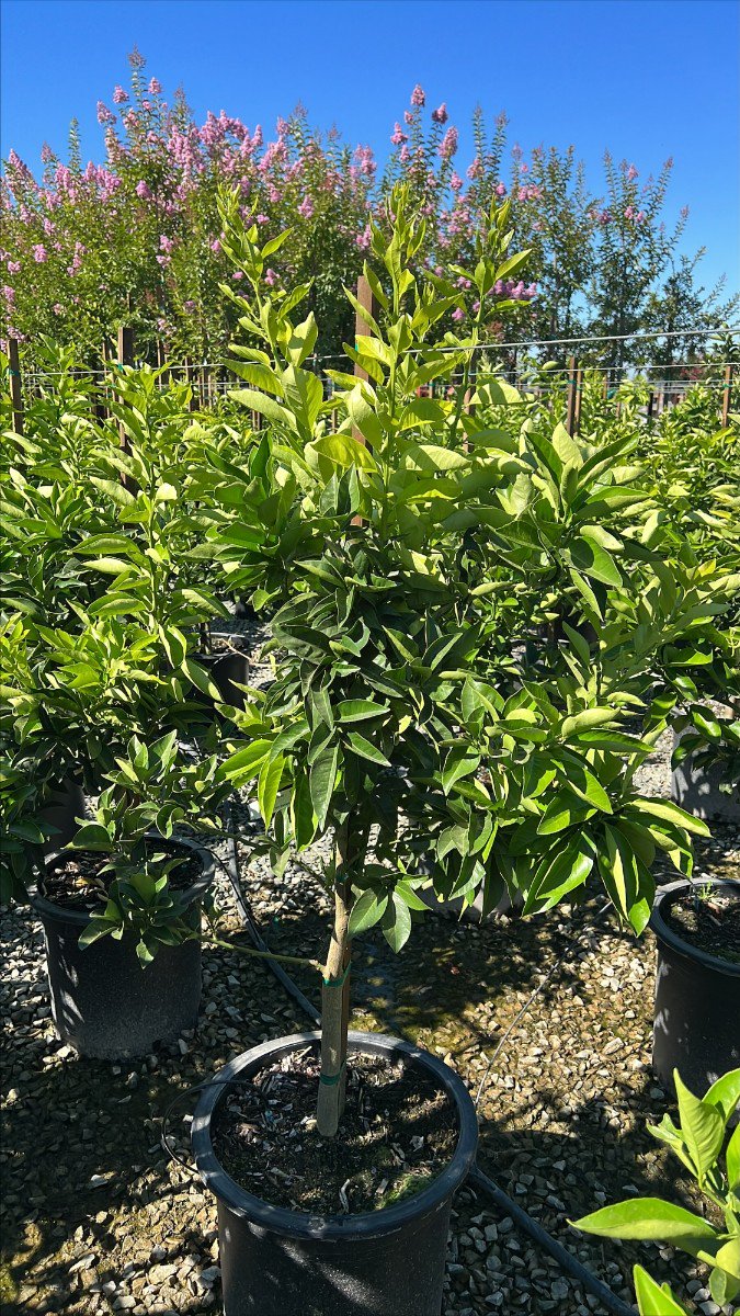 Buy Citrus sinensis 'Moro' (Moro Blood Orange) | Bidscape