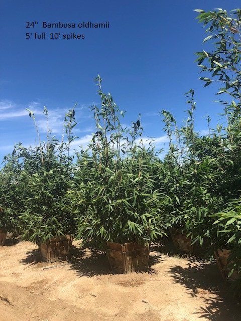Buy Bambusa oldhamii (Giant Timber Bamboo) | Bidscape