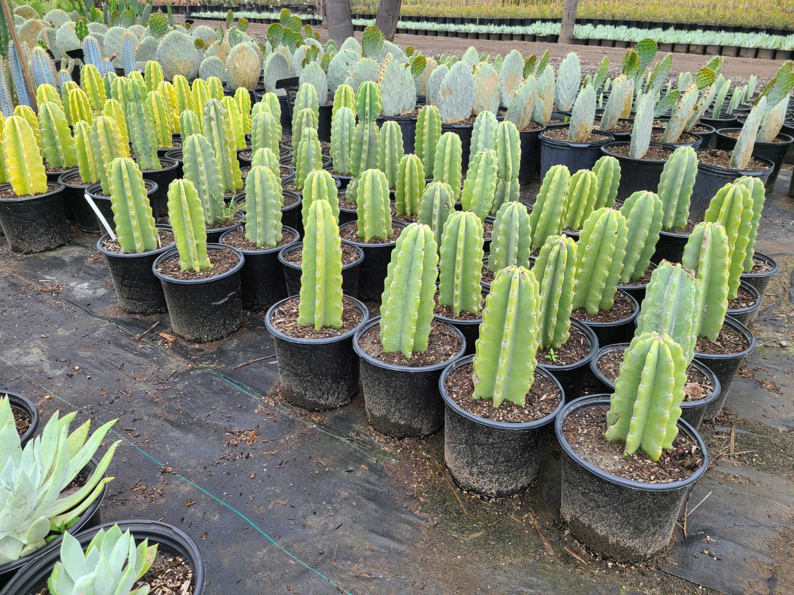 Buy Cereus repandus (Cereus peruvianus) (Peruvian Apple Cactus)