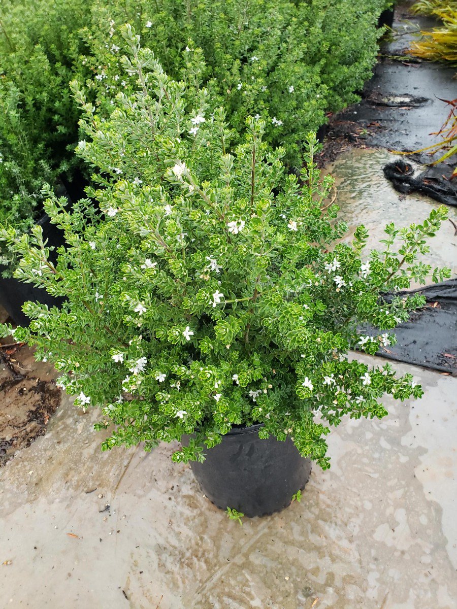 Buy Westringia fruticosa 'Mundi' (Low Coast Rosemary) | Bidscape