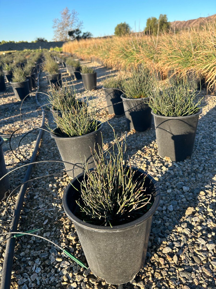 Buy Chondropetalum tectorum 'El Campo' (El Campo Small Cape Rush)