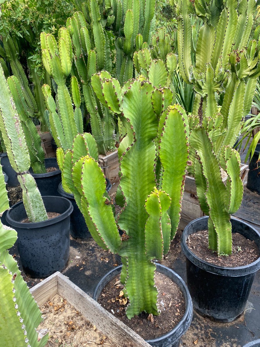 Buy Euphorbia ingens (Candelabra Tree) | Bidscape