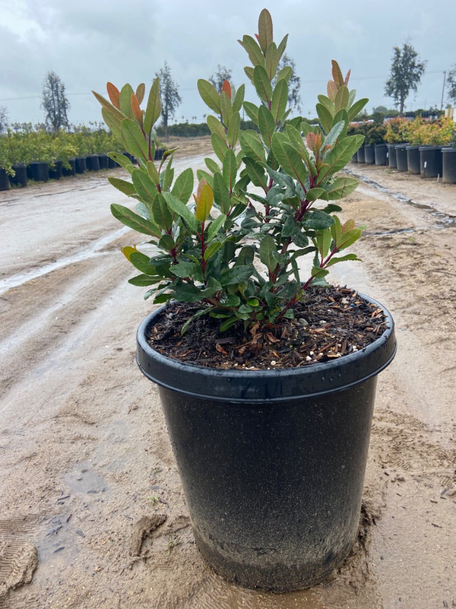 Buy Heteromeles arbutifolia 'Davis Gold' (Davis Gold Toyon)