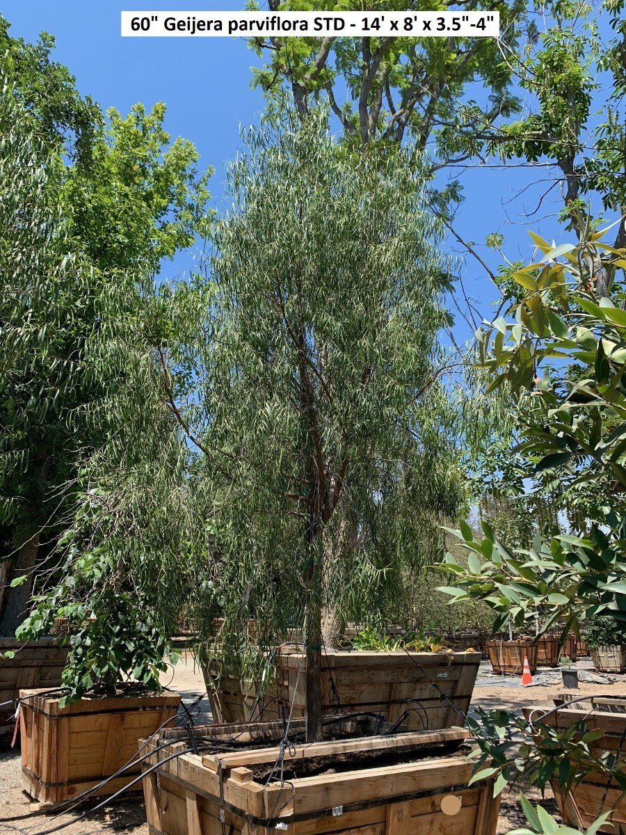 Buy Albizia julibrissin (Standard) (Silk Tree) | Bidscape